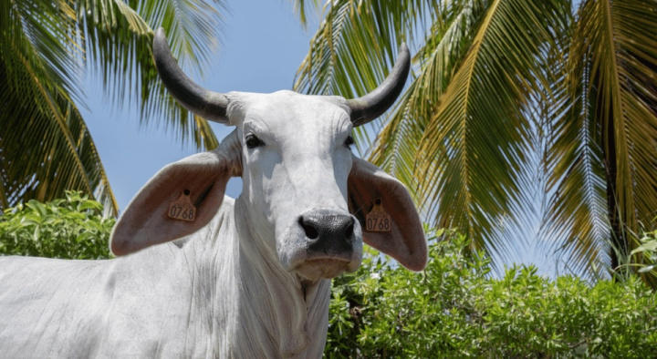 Et l'égérie du Salon international de l'agriculture 2026 (21.02 - 01.03 ...